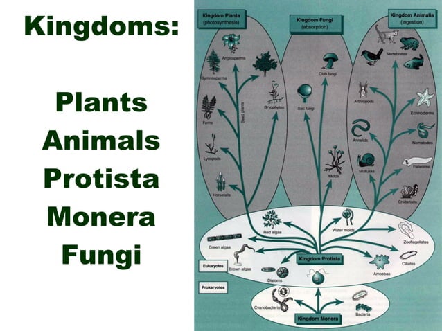 Evolution And Diversity Plants | PPT