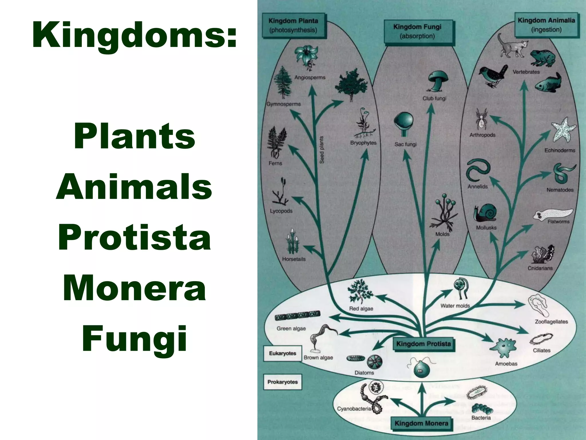 Evolution And Diversity Plants | PPT