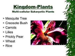 Evolution And Diversity Plants | PPT