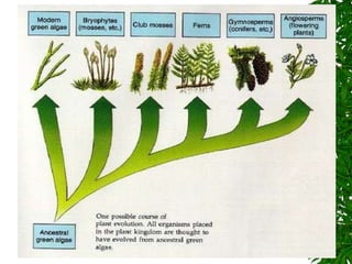 Evolution And Diversity Plants | PPT