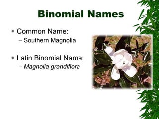 Evolution And Diversity Plants | PPT