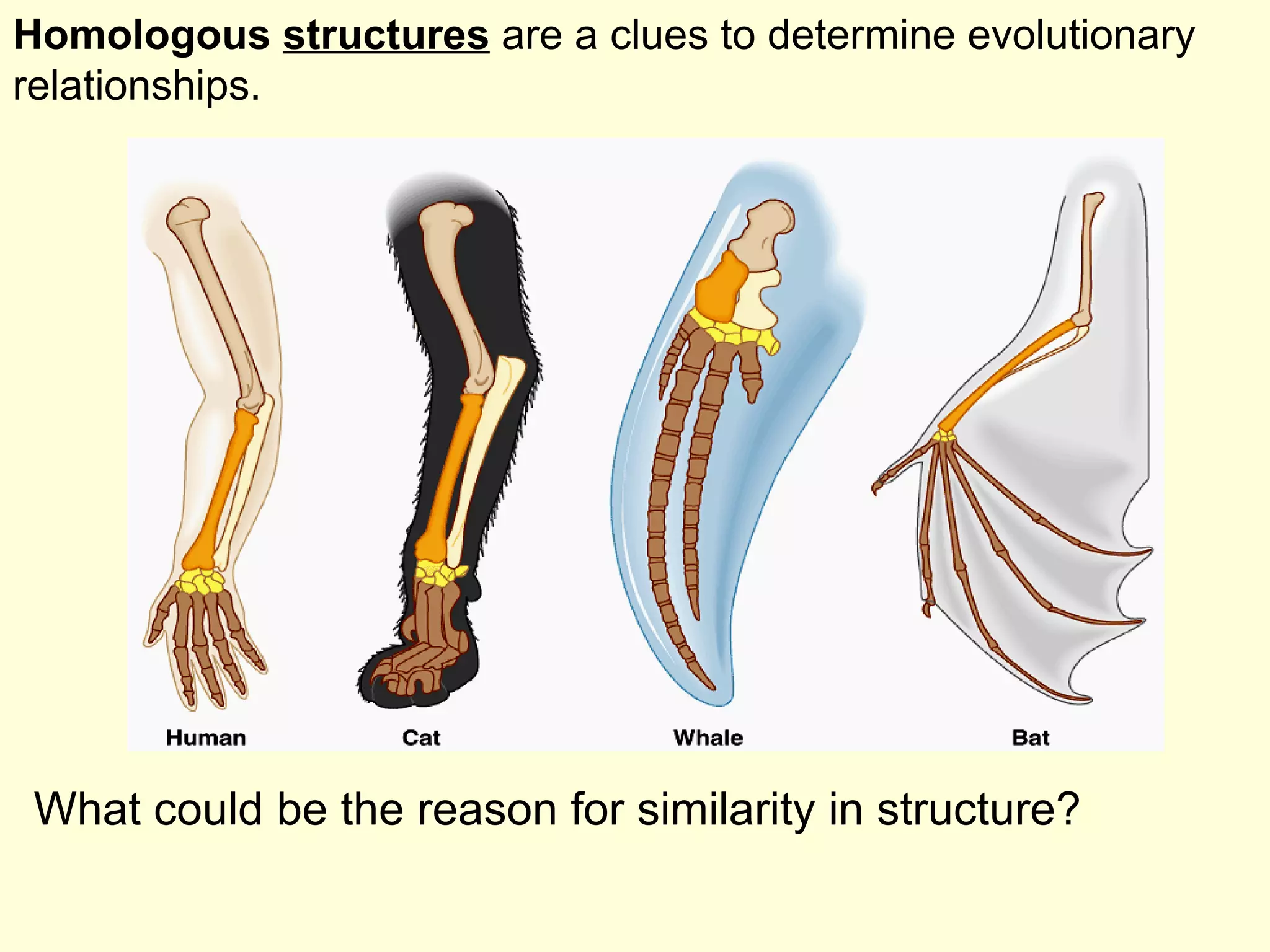 Evolution Biodiversity | PPT