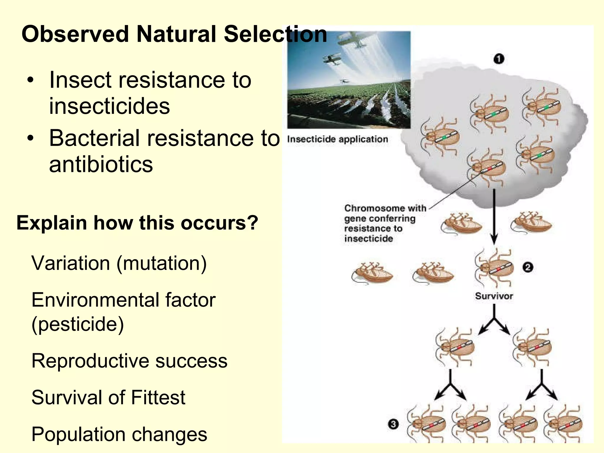 Evolution Biodiversity | PPT