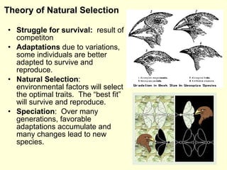 Evolution Biodiversity | PPT