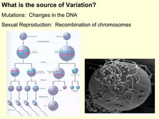 Evolution Biodiversity | PPT