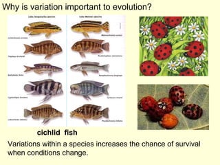 Evolution Biodiversity | PPT