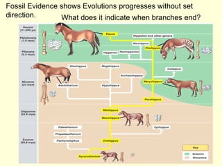 Evolution Biodiversity | PPT
