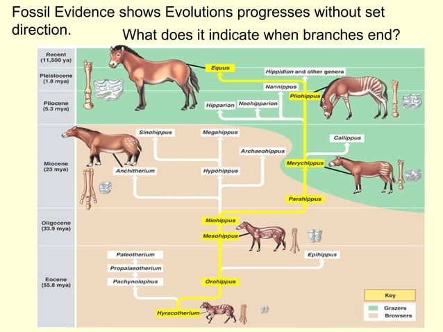 Evolution Biodiversity | PPT | Biological Sciences | Science