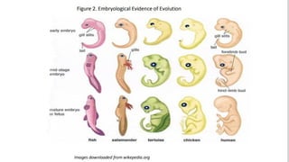 EVOLUTION-Copy.of presentation on evolution.pptx