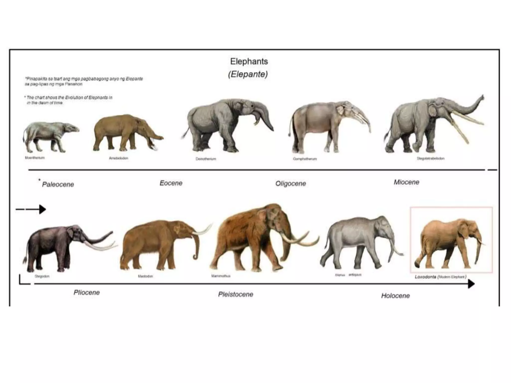 Evolution for kids | PPTX
