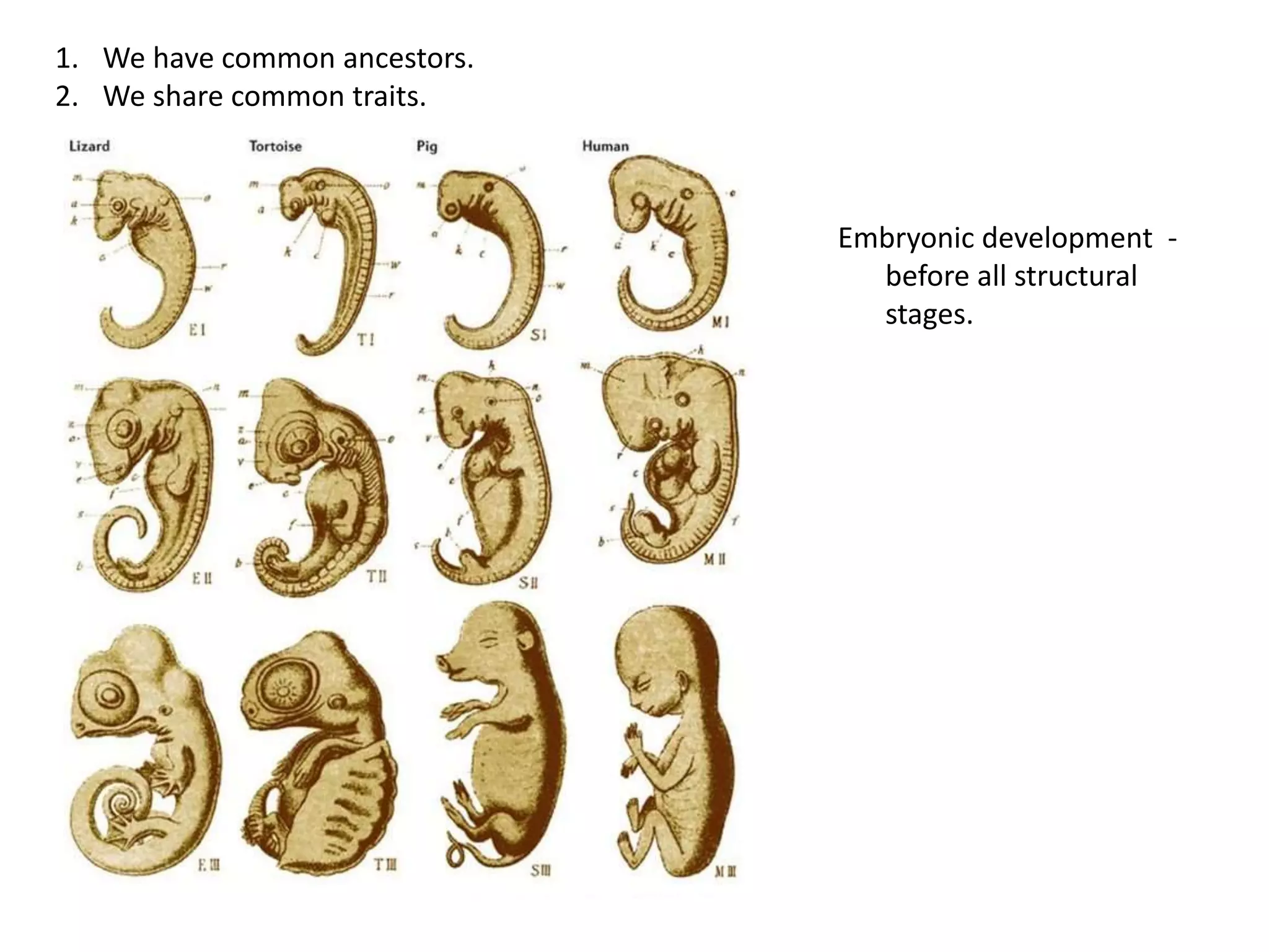 Evolution for kids | PPTX