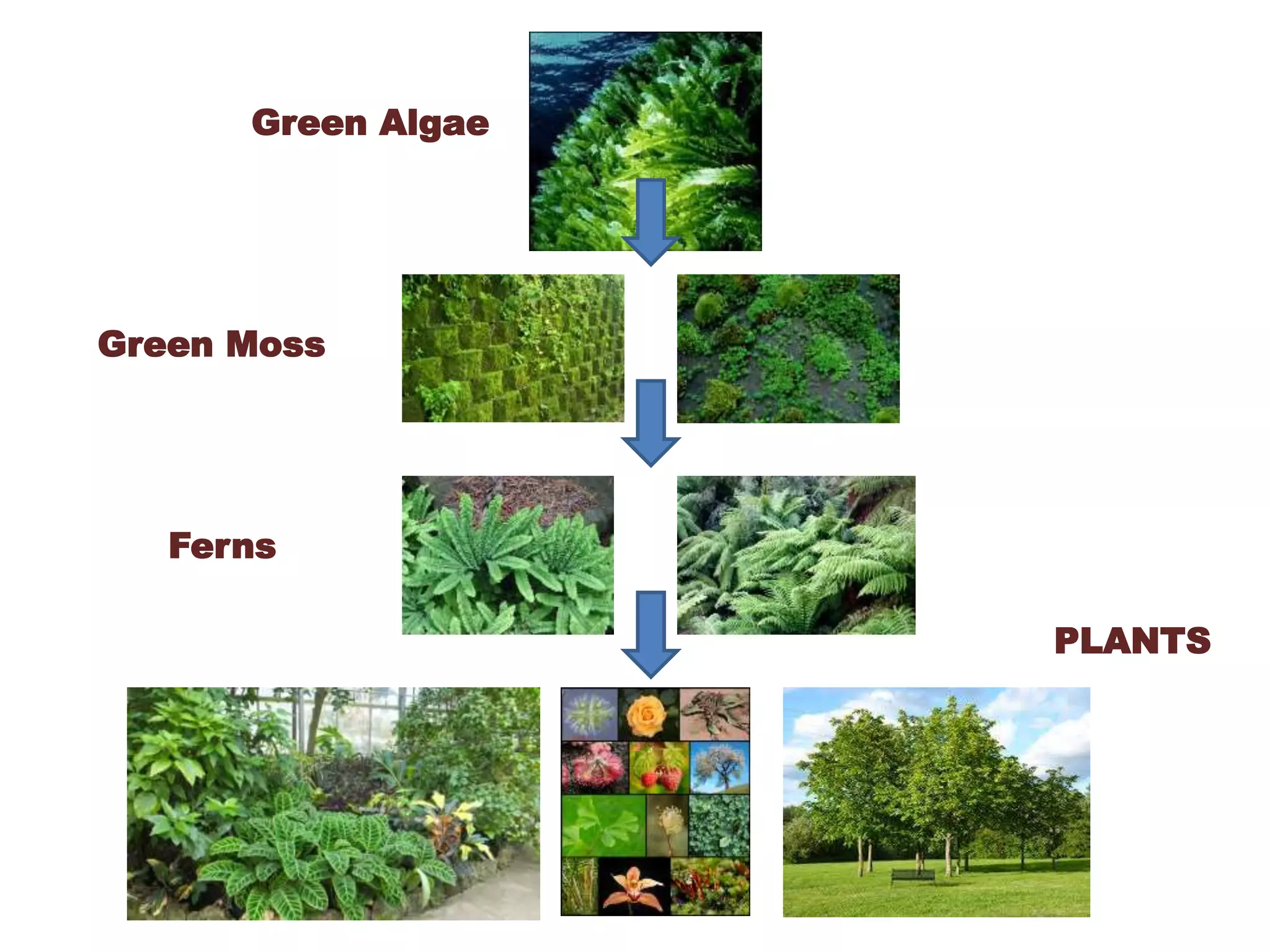 Evolution for kids | PPTX