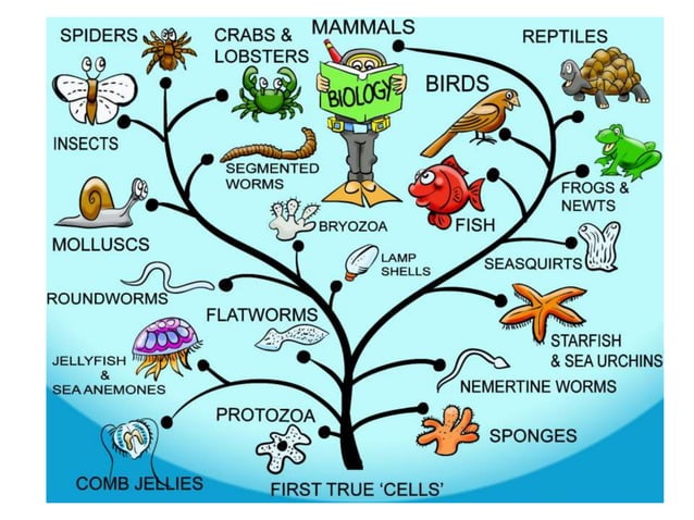 Evolution for kids | PPTX