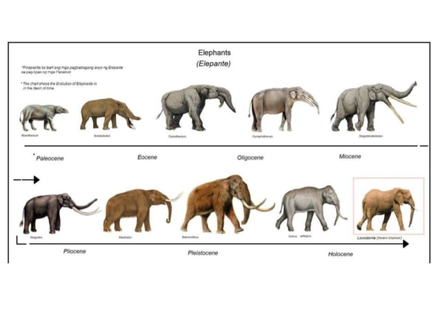 Evolution for kids | PPTX