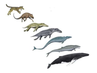 Evolution for kids | PPTX