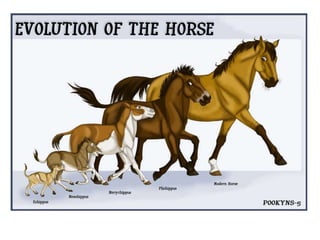 Evolution for kids | PPTX