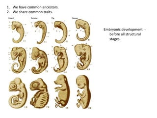 Evolution for kids | PPTX