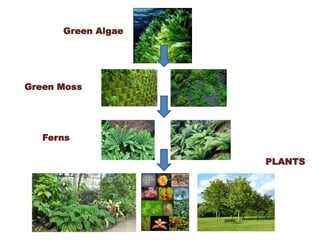 Evolution for kids | PPTX