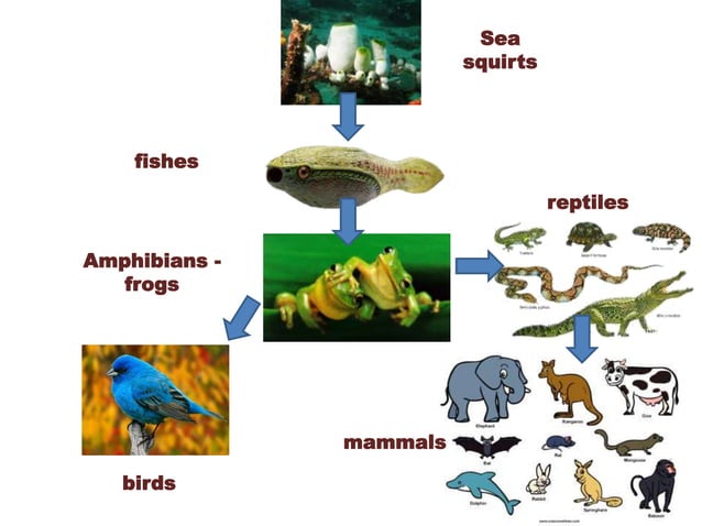 Evolution for kids | PPTX