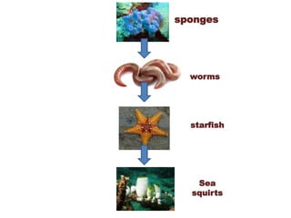 Evolution Of Animals For Kids