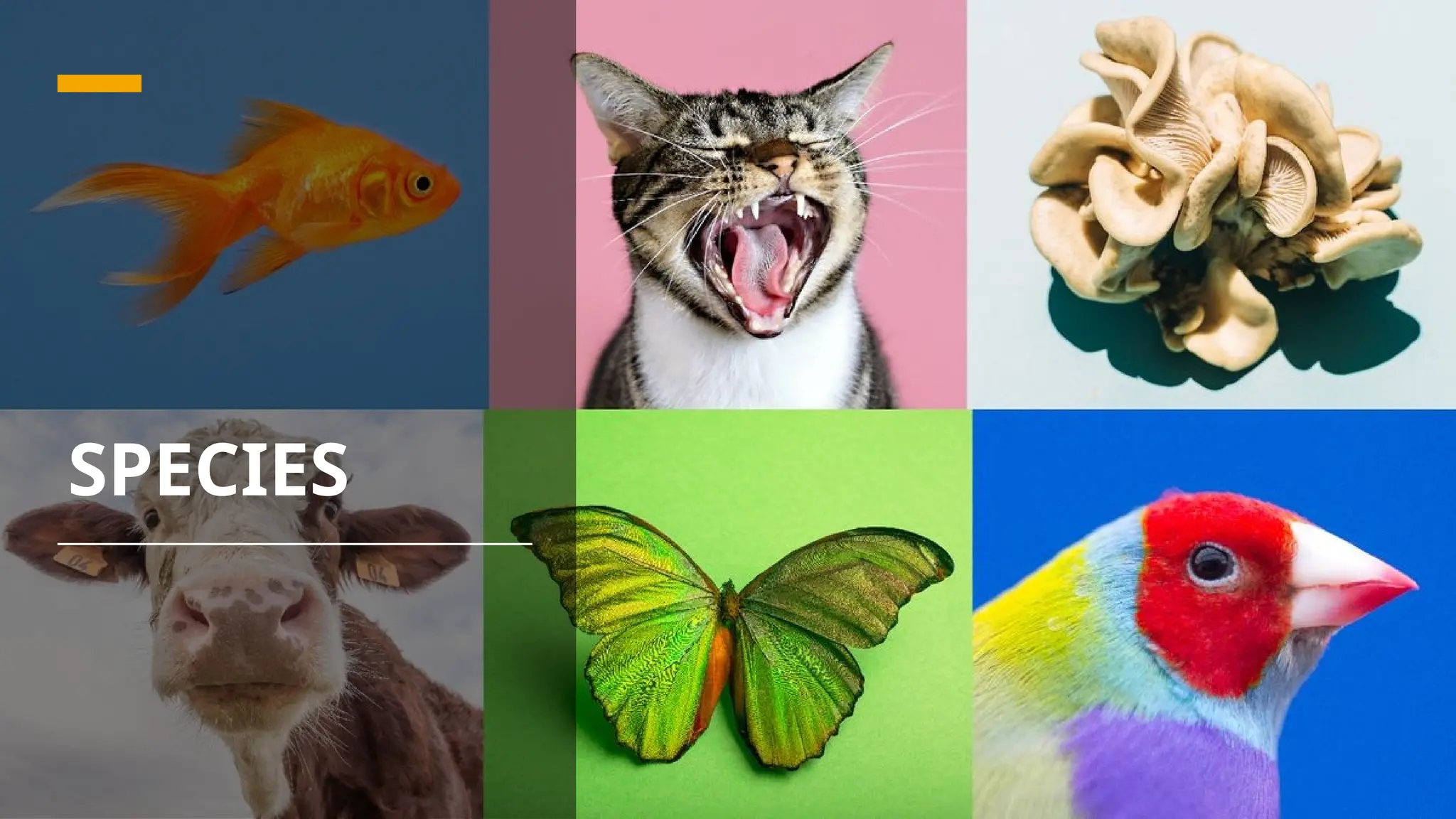 EVOLUTION and Theory of Darwin and examples. | PPT