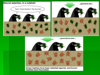BIology_Evolution-Mechanisms-17-18-2.ppt