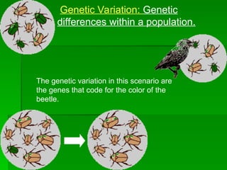 BIology_Evolution-Mechanisms-17-18-2.ppt