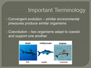 Evolution Part 2 - Mechanisms and Processes | PPTX | Genetics | Science