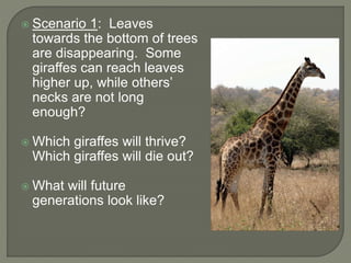 Evolution Part 2 - Mechanisms and Processes | PPTX | Genetics | Science