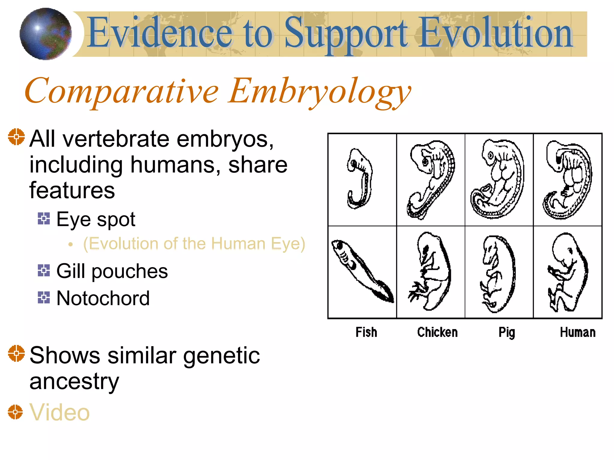 Evidence of Evolution | PPT