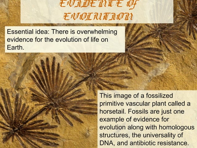Evidence of Evolution | PPT