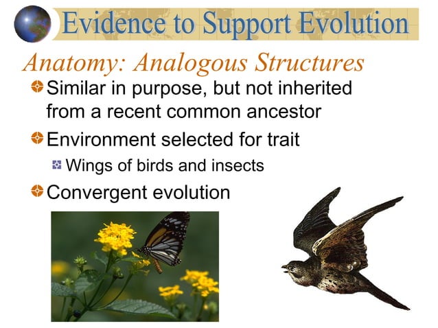 Evidence of Evolution | PPT
