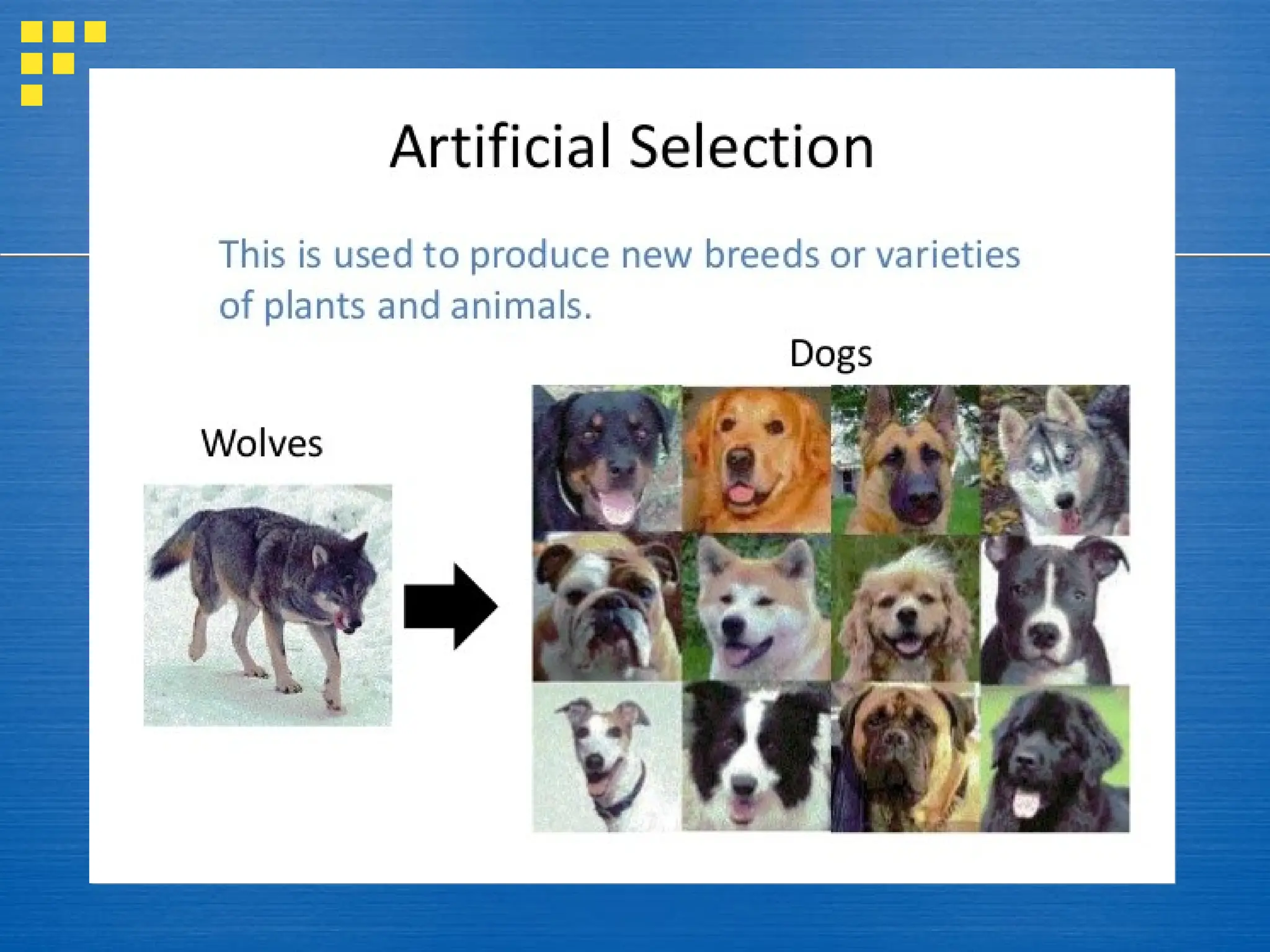 Biology Evolution and Natural Selection.ppt