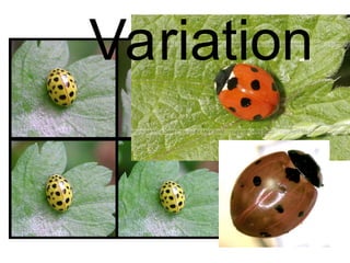 Evolution - Nuts and Bolts.ppthyyhyihybiyivy | PPT