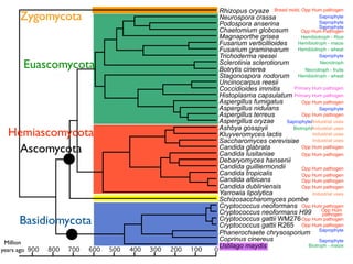 Evolution of gene family size change in fungi | PPT