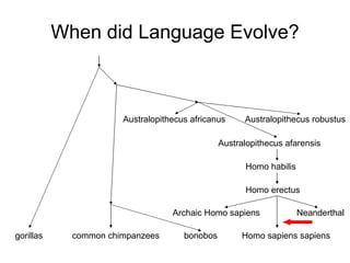 Evolution of-language-slides | PPT | Genetics | Science