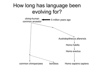 Evolution of-language-slides | PPT | Genetics | Science