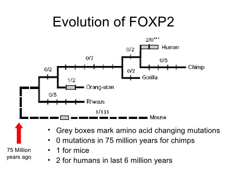 Evolution of-language-slides