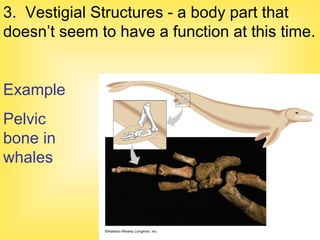 Evolution Power Point | PPT