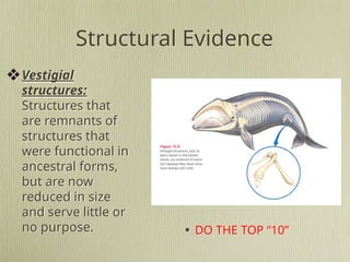 evolution-basics-humans and animals in general | PPT