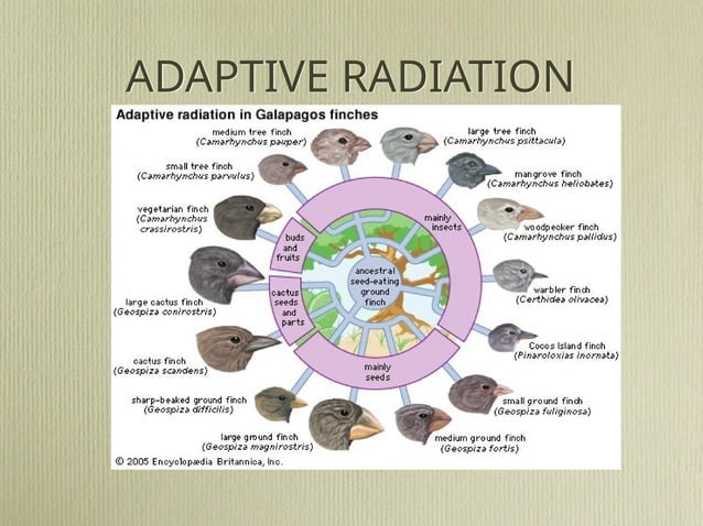evolution-basics-humans and animals in general | PPT