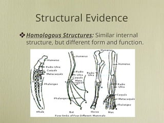 evolution-basics-humans and animals in general | PPT