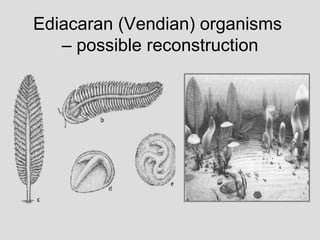 Evolution Practicals | PPT