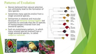 Evolution- evolution of life Presentation.ppt