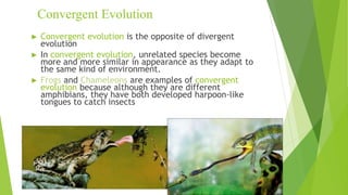 Evolution- evolution of life Presentation.ppt