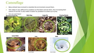 Evolution- evolution of life Presentation.ppt