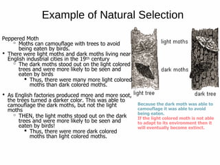 Evolution-Presentation.ppt (1).pdf_20240813_001806_0000.pdf