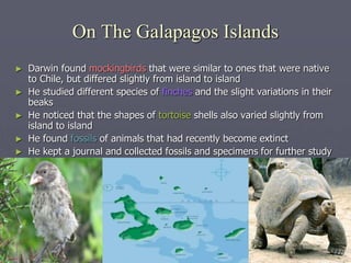 Evolution-Presentation grade 12.ppt