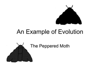 Evolution -the peppered moth presentation student version | PPT