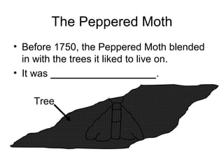 Evolution -the peppered moth presentation student version | PPT